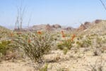 Best National Parks to Visit for Spring Break- Wandertooth Travel