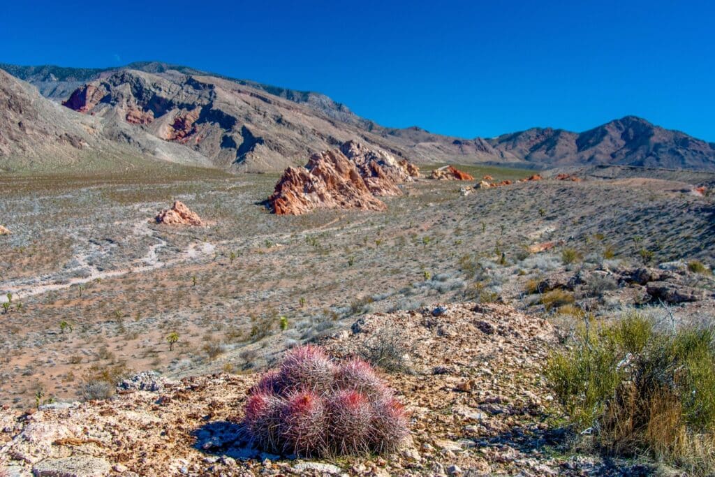 10+ Best Desert Views In Nevada - Wandertooth Travel