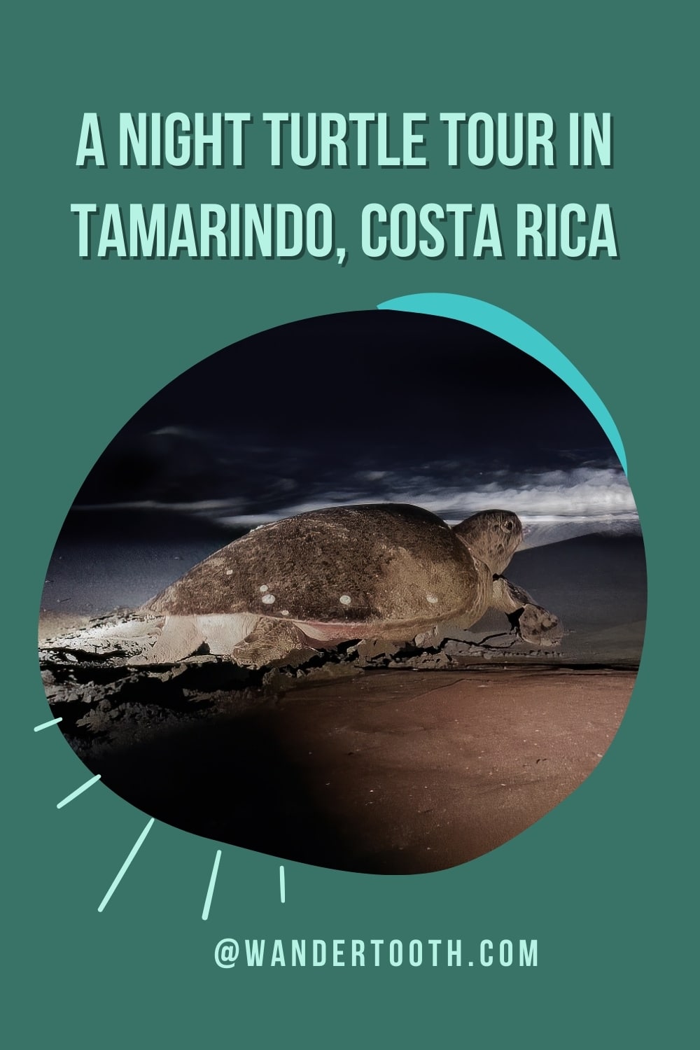 A Night Turtle Tour in Tamarindo, Costa Rica - Was it worth it?