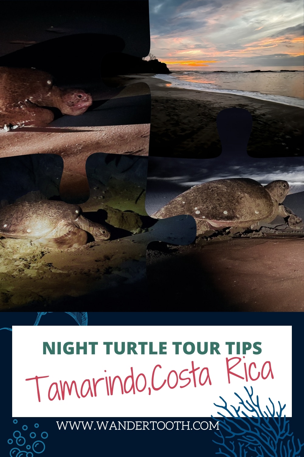 A Night Turtle Tour in Tamarindo, Costa Rica - Was it worth it?