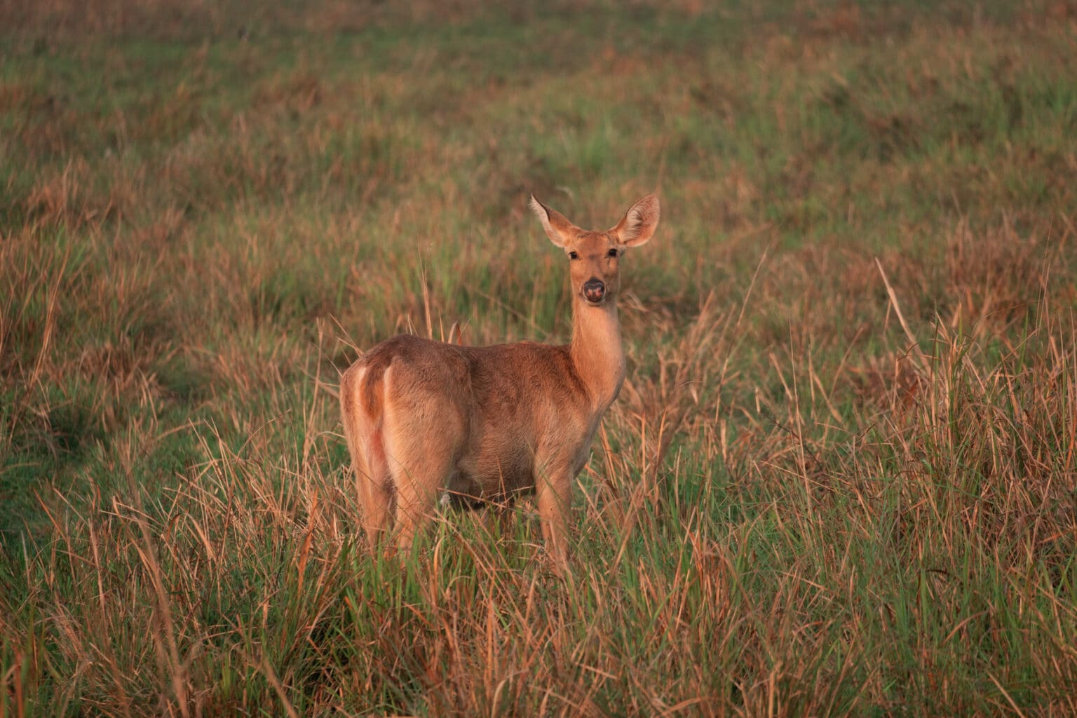 Kaziranga National Park - The Easiest Trip Planning Guide